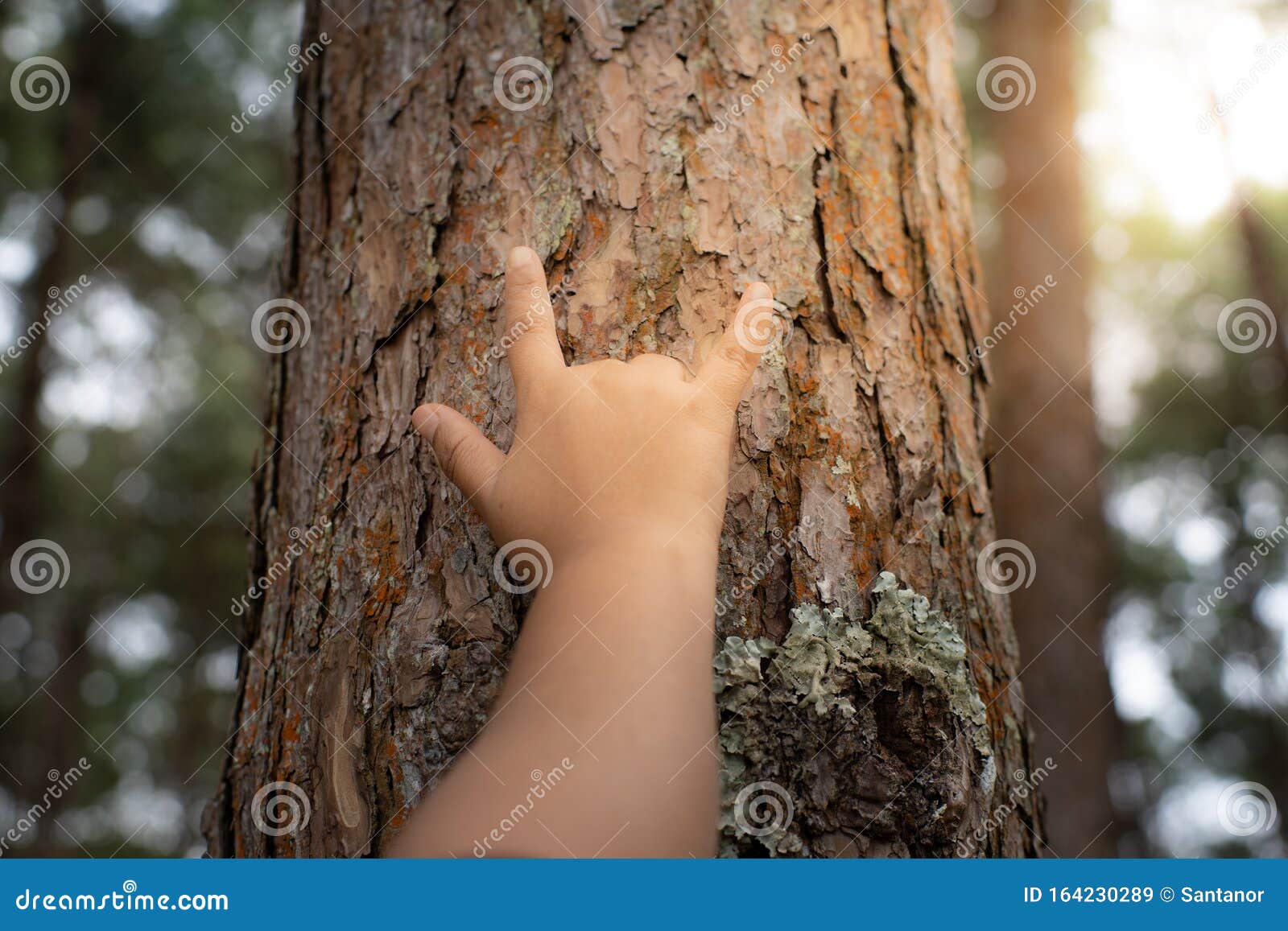 Woman hug the tree stock image. Image of hold, holding - 164230289