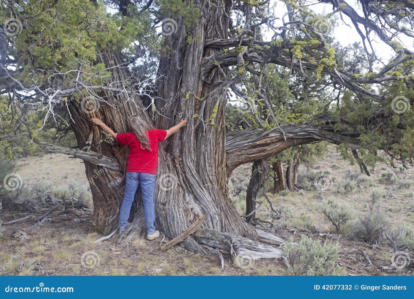 Woman Hugging a Giant Tree stock photo. Image of horizontal - 42077332