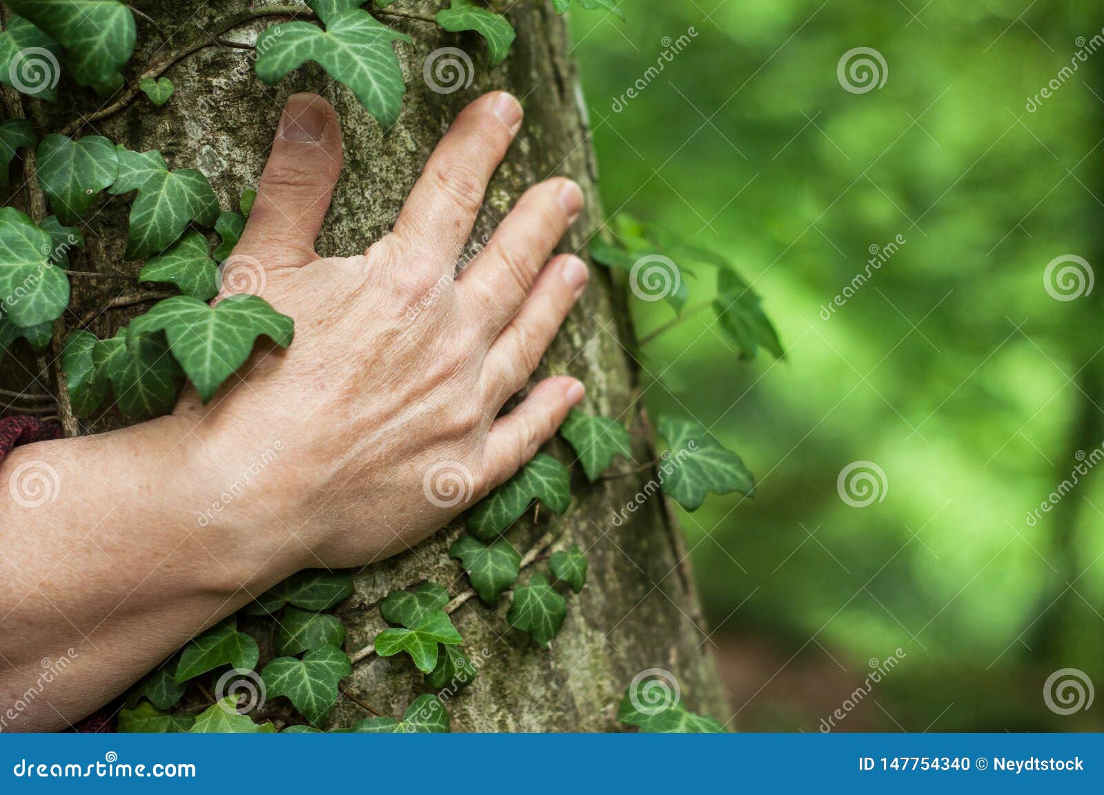 Woman Hugging a Tree in a Forest Stock Photo - Image of natural, people ...