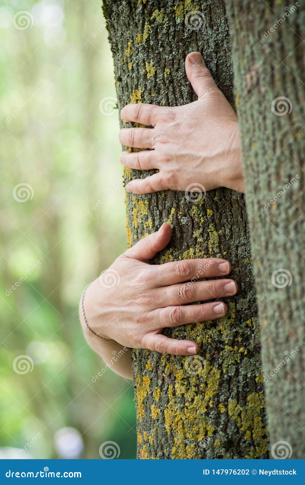 Woman Hugging a Tree in a Forest Stock Photo - Image of outdoor, green ...