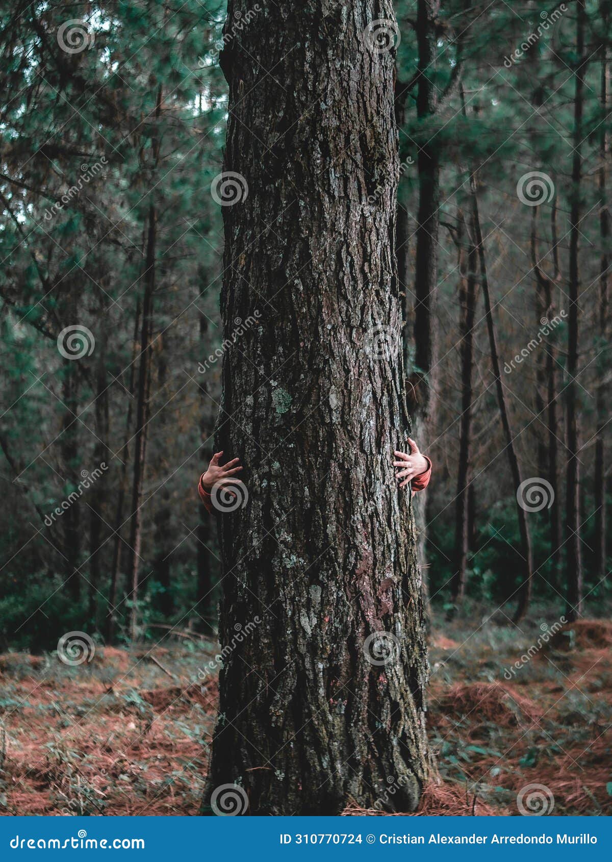 Woman Hugging a Tree in the Forest Stock Photo - Image of today, wood ...