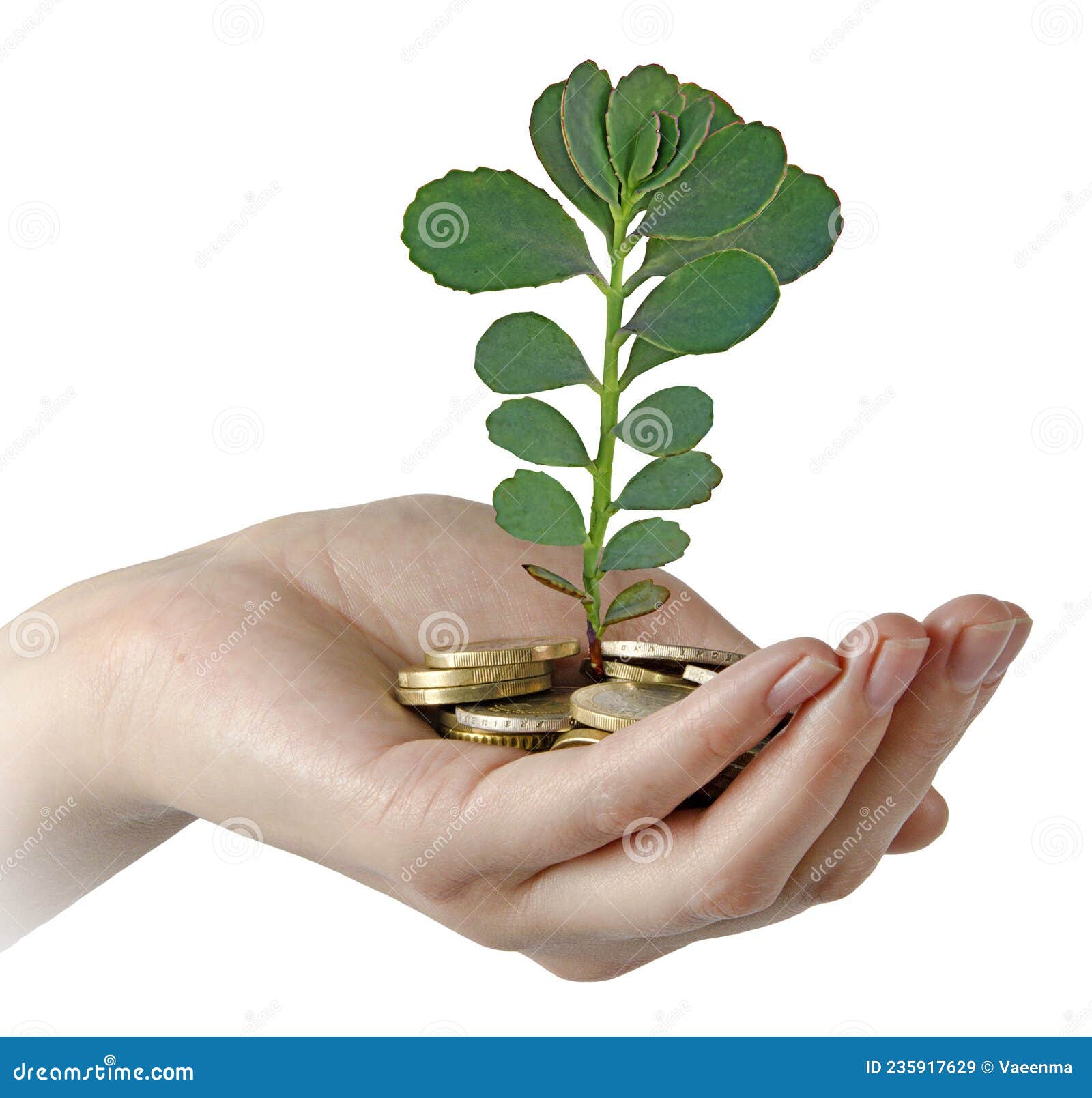 Woman investing money stock image. Image of fund, development - 235917629