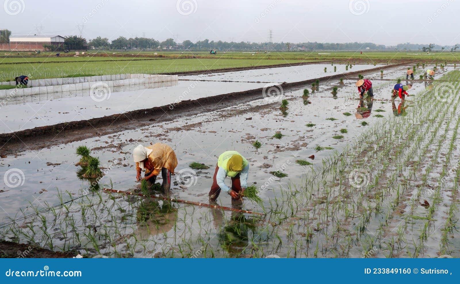 A Woman in Java Indonesia is Growing Rice in a Rice Field. Editorial ...