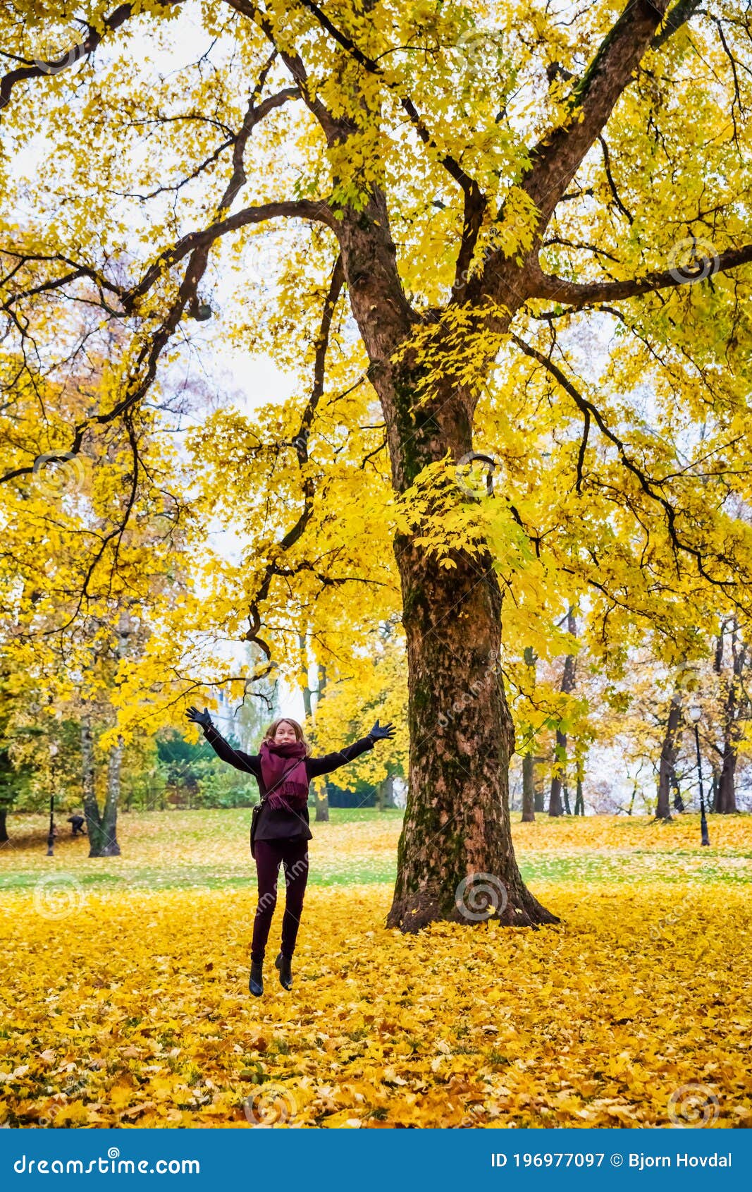 Autumn forest joy stock image. Image of forest, calm - 196977097