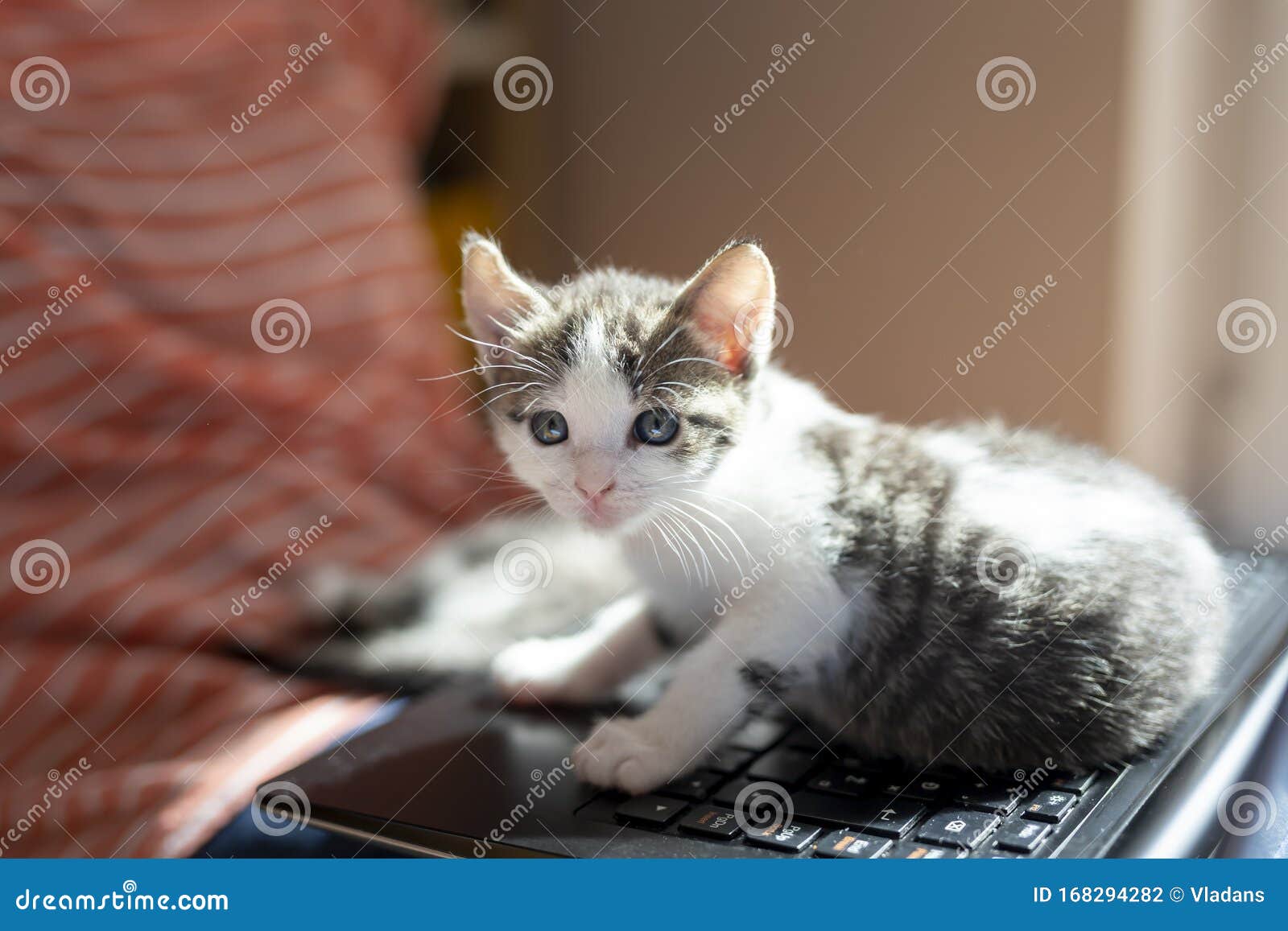 Woman and a Kitten Using Laptop Computer Stock Photo - Image of online ...
