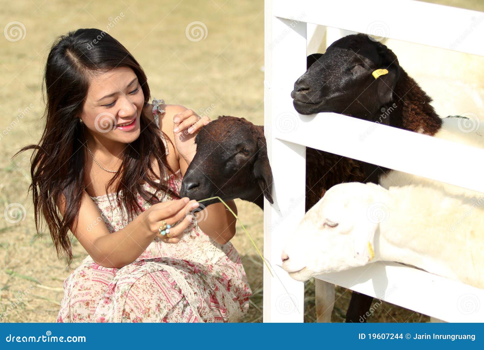 Woman with Lamb on a Countryside Stock Photo - Image of cardigan ...