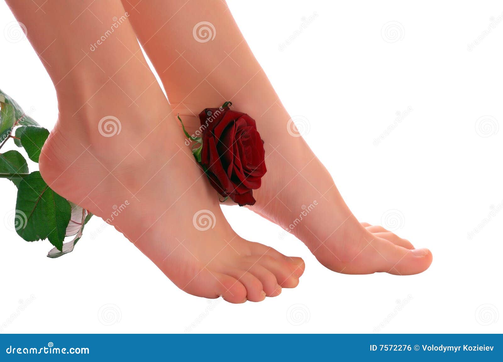 Woman legs with rose stock photo. Image of lady, cellulite - 7572276