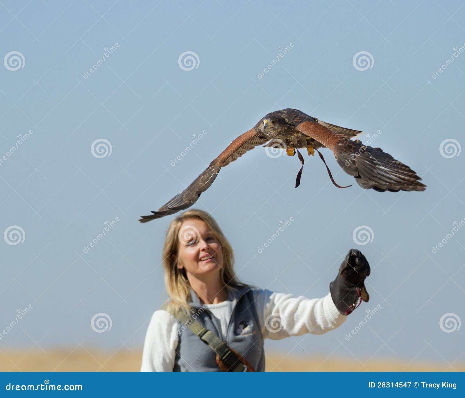 Woman Lets Her Hawk Sail during a Show Editorial Photography - Image of ...