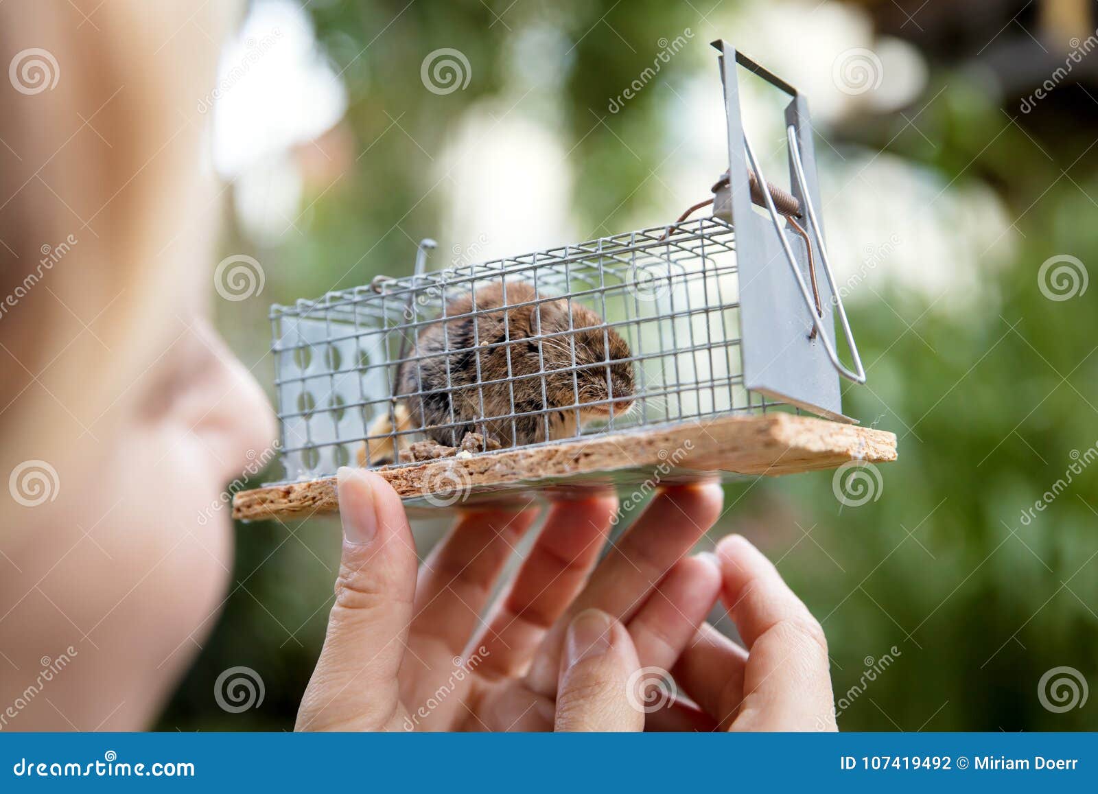 Woman Looking at a Mouse at a Live Capture Mousetrap Stock Photo ...