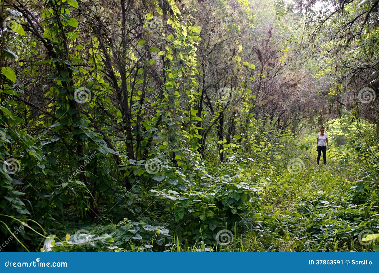 Woman lost in forest stock image. Image of female, person - 37863991