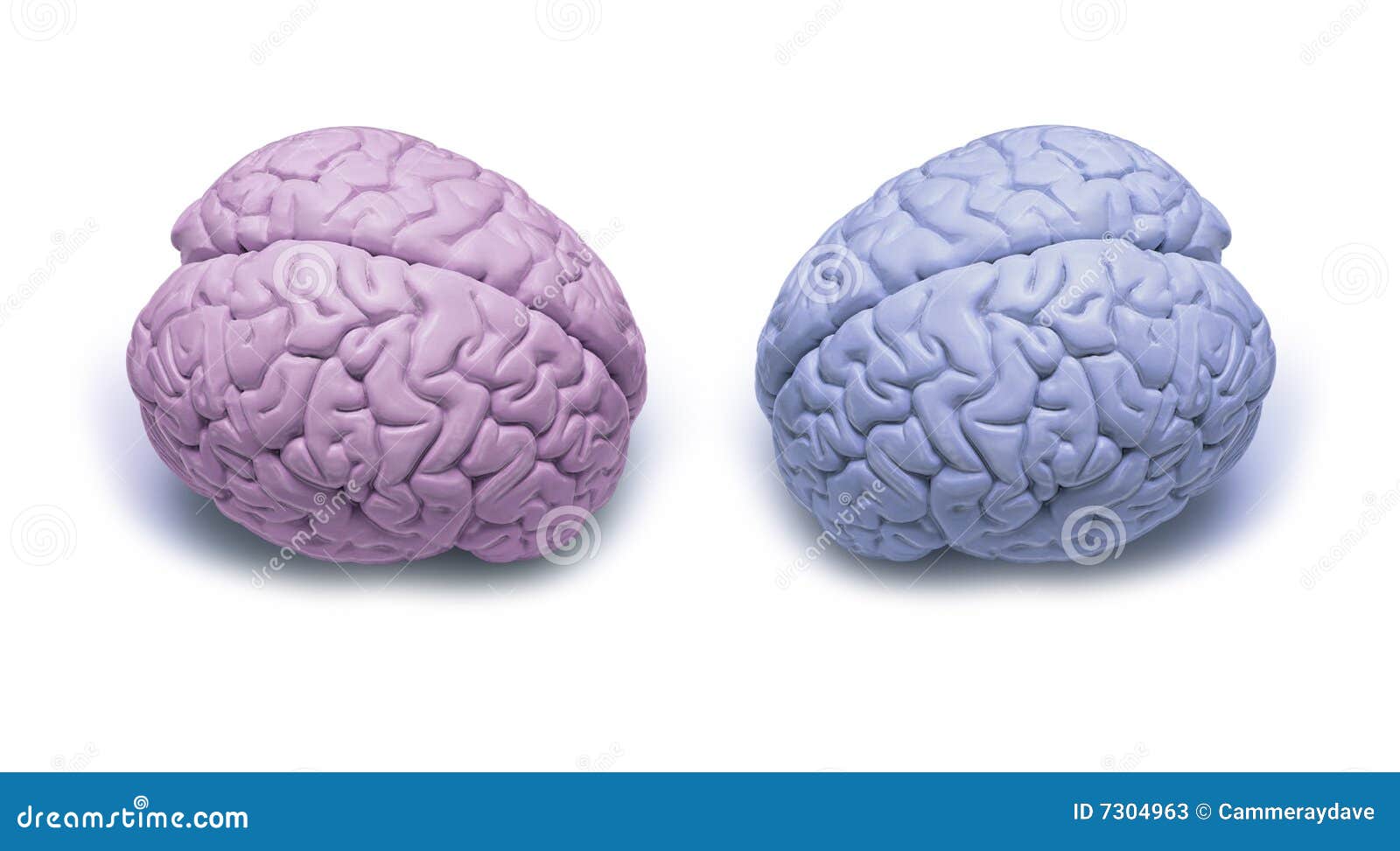 Woman Man Gender Brain stock image. Image of intelligent - 7304963