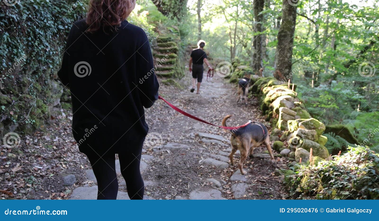 Woman and Man Walking with Dogs on Forest Path Stock Footage - Video of ...