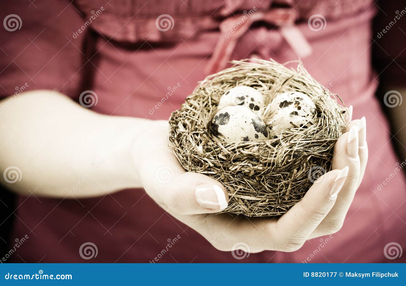 Woman with nest stock image. Image of avifauna, hands - 8820177
