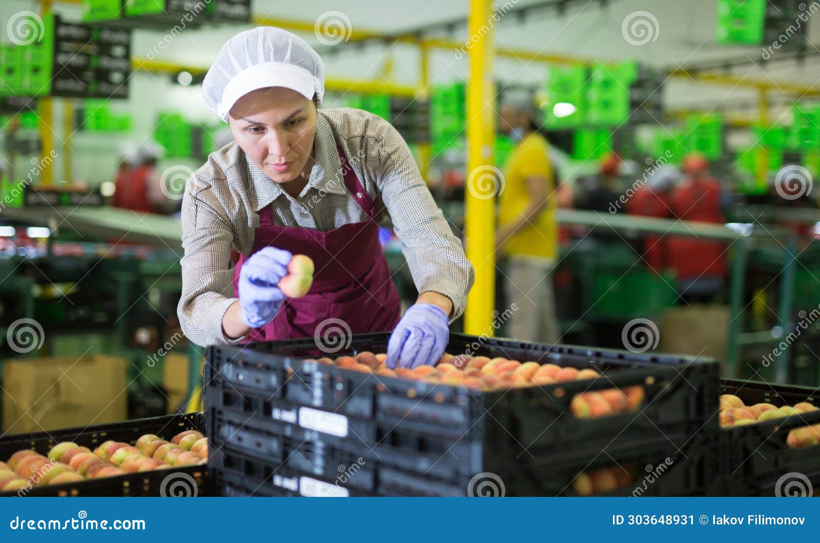 Woman packing peaches stock image. Image of hangar, agriculural - 303648931