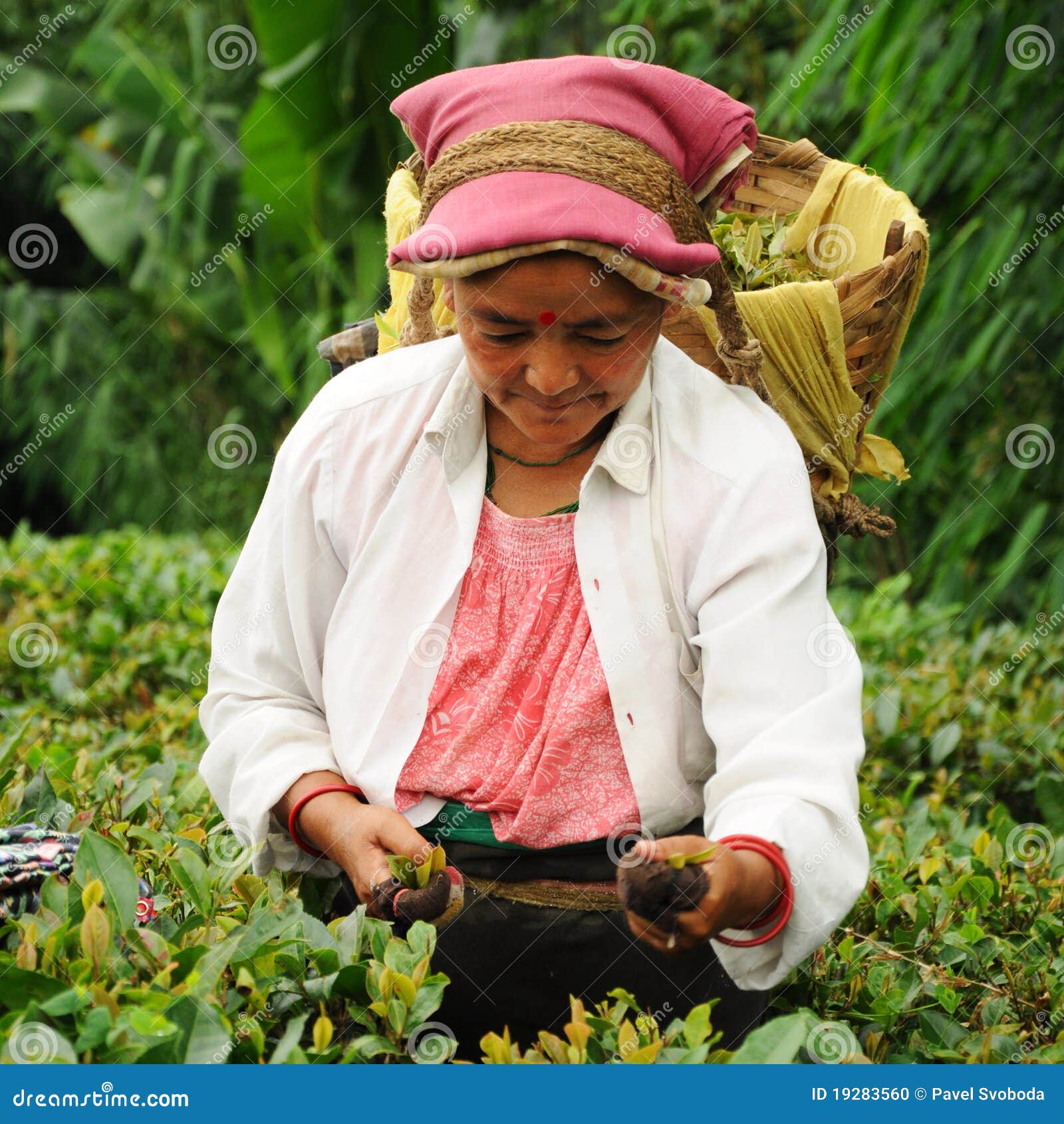 Woman Pick Tea Leafs, Darjeeling, India Editorial Image - Image of ...