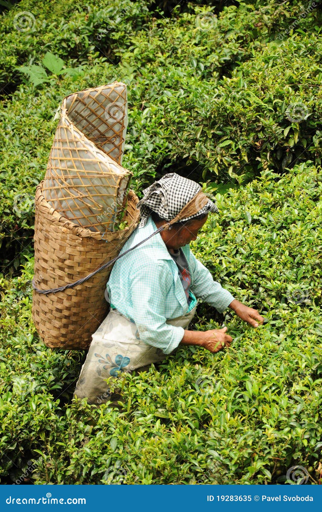 Woman Pick Tea Leafs, Darjeeling, India Editorial Image - Image of ...