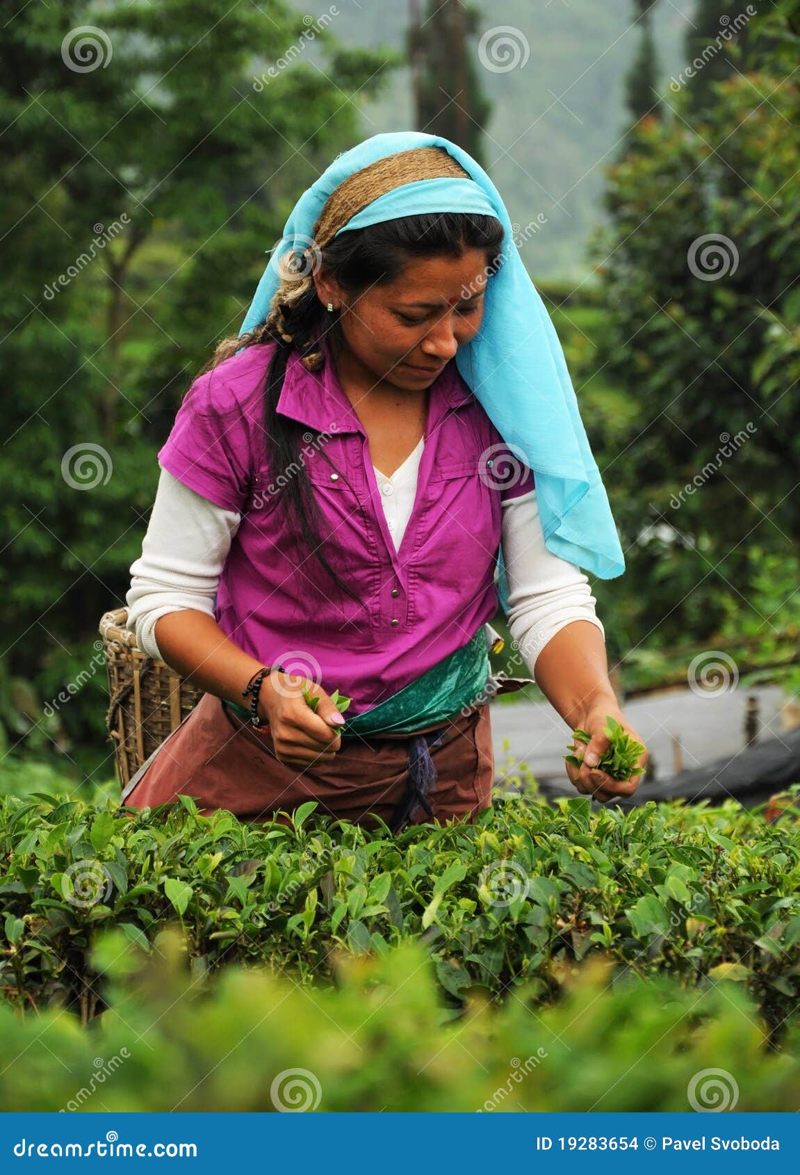 Woman Pick Tea Leafs, Darjeeling, India Editorial Stock Image - Image ...