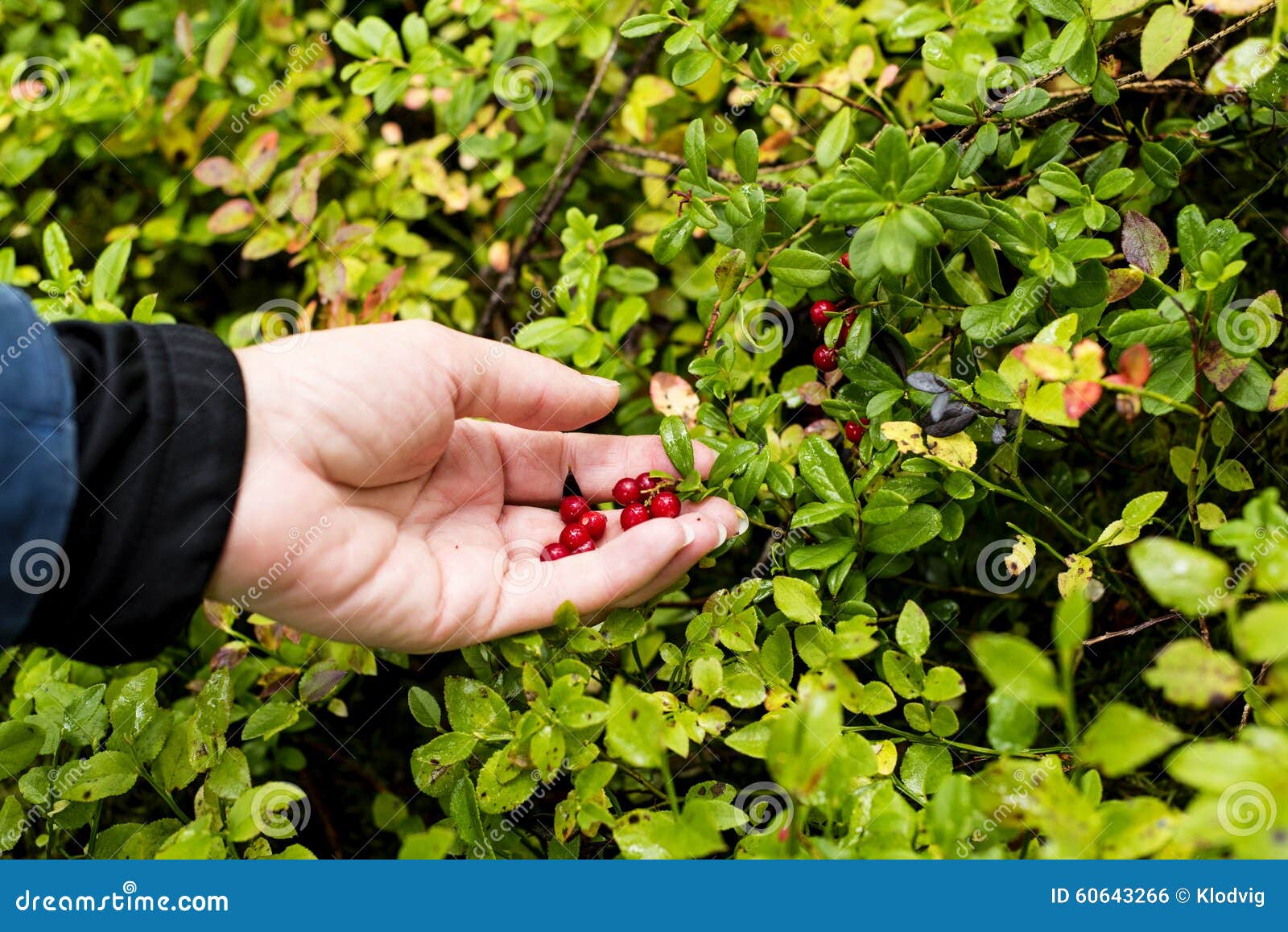 Woman picking berries stock photo. Image of boreal, green - 60643266