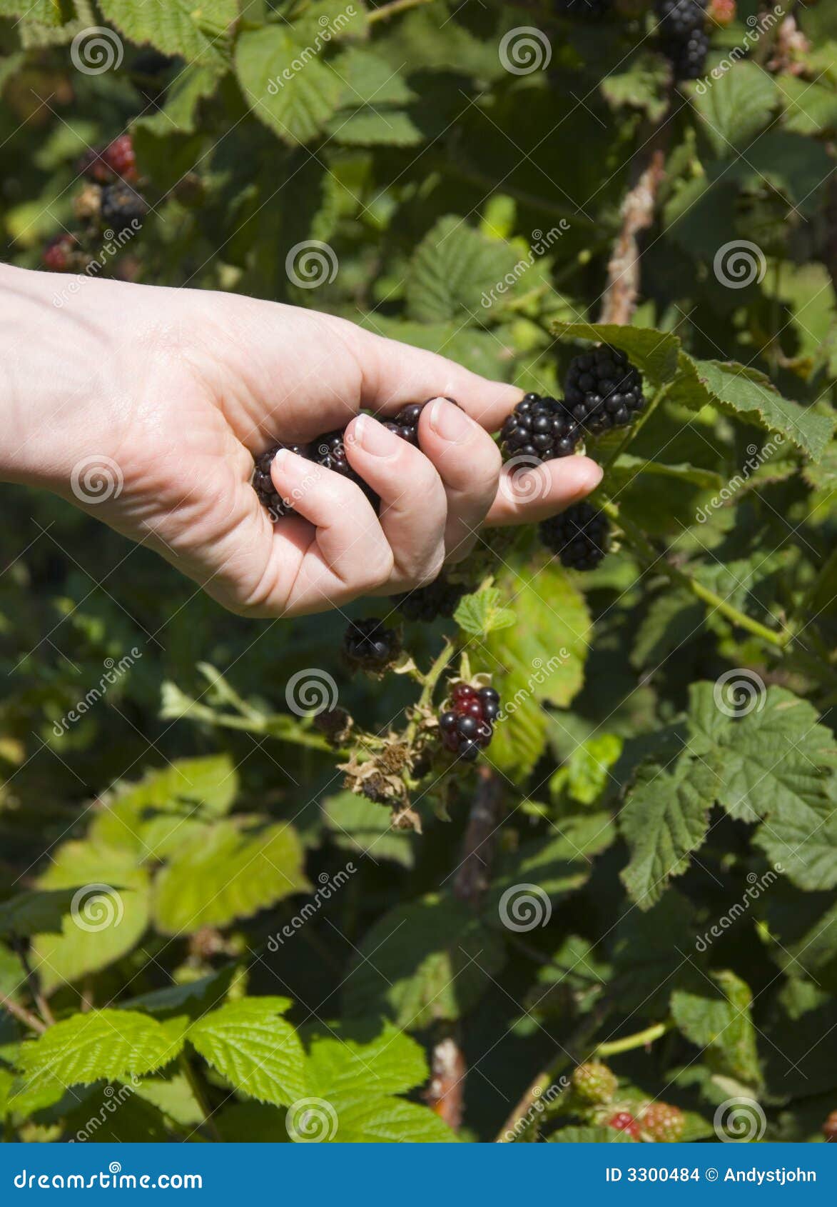 Woman picking blackberries stock photo. Image of nature - 3300484