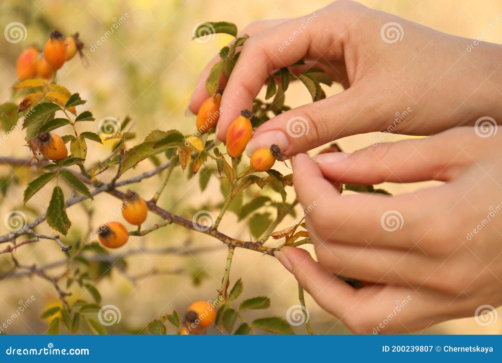 Woman Picking Brier Berries Off Bush Outdoors, Closeup Stock Image ...