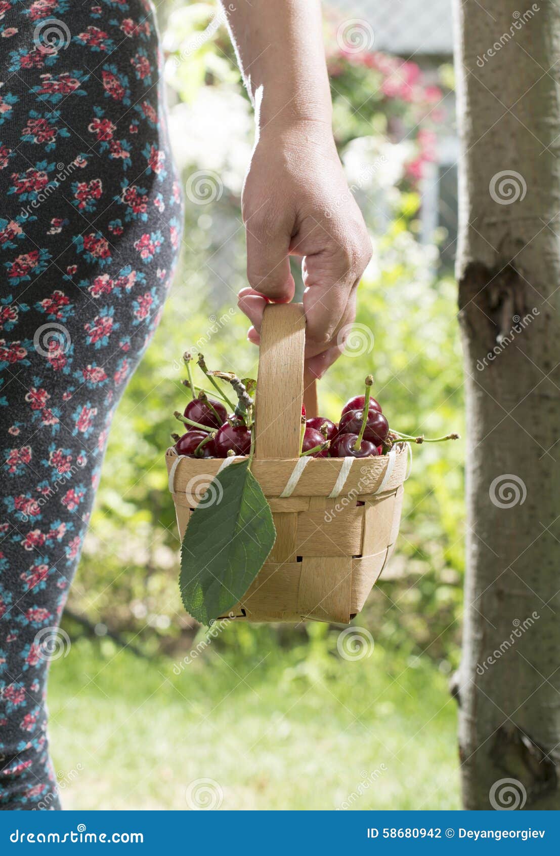 Woman Picking Cherries in the Garden Stock Photo - Image of summer ...