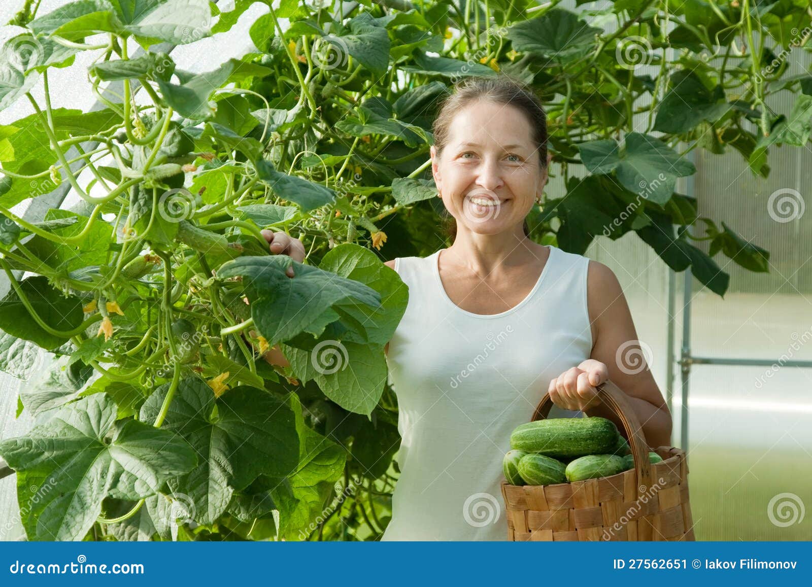 Woman picking cucumbers stock image. Image of farming - 27562651