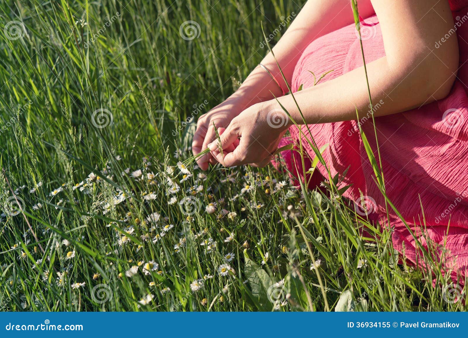 Woman picking daisies stock image. Image of garden, daisies - 36934155