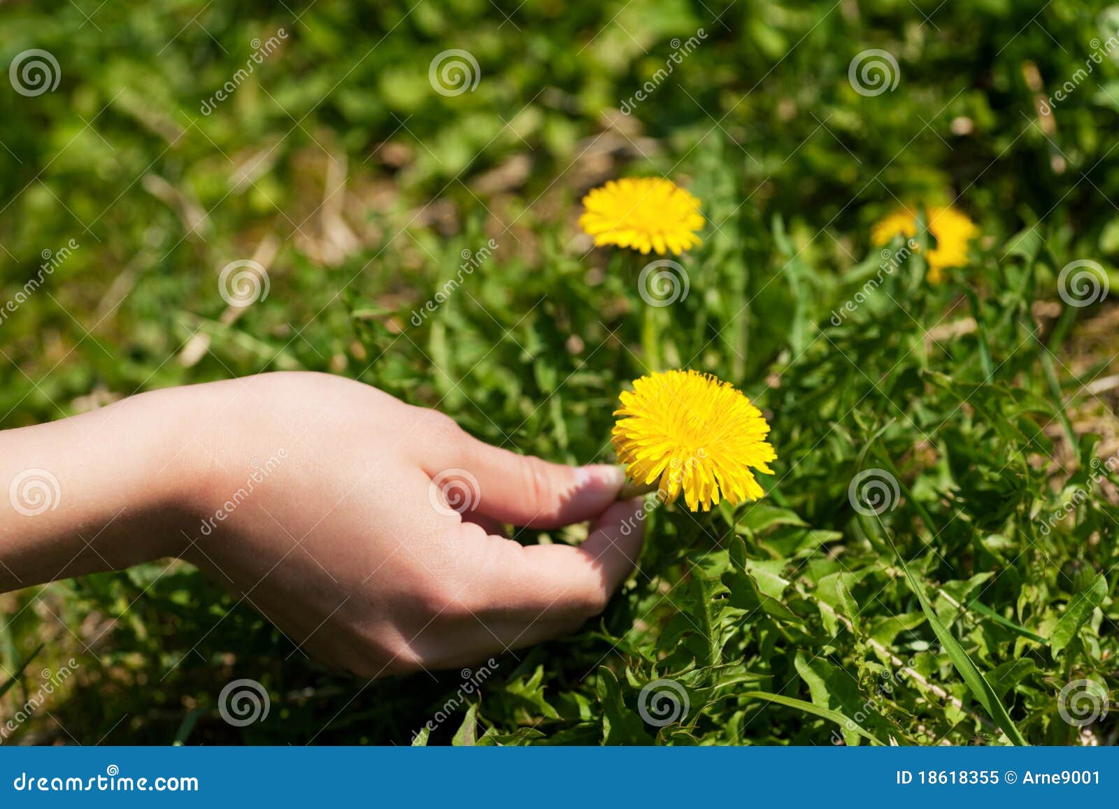 Woman is picking dandelion stock image. Image of plant - 18618355