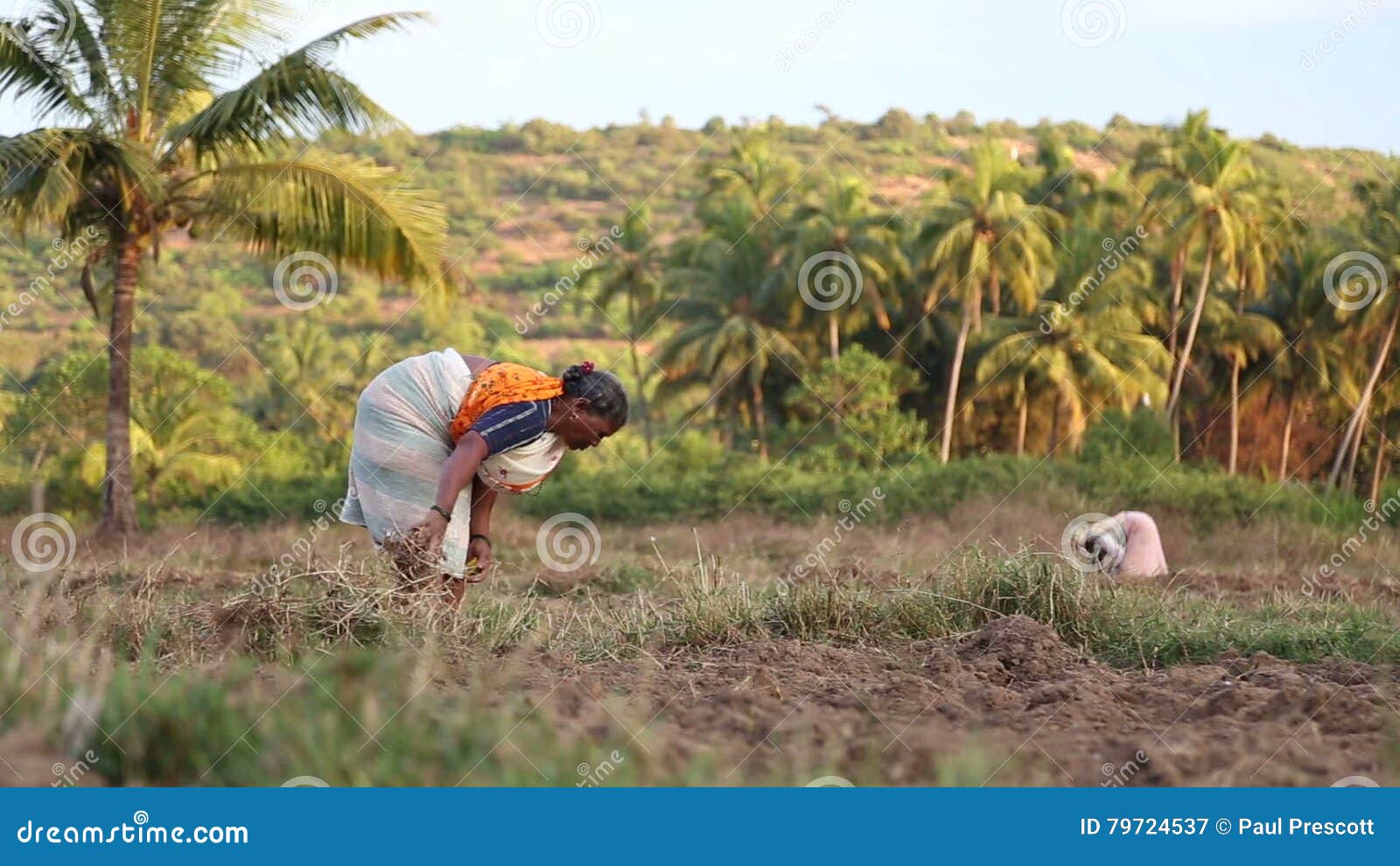 Woman Picking Dry Grass on an Open Field. Stock Video - Video of palm ...