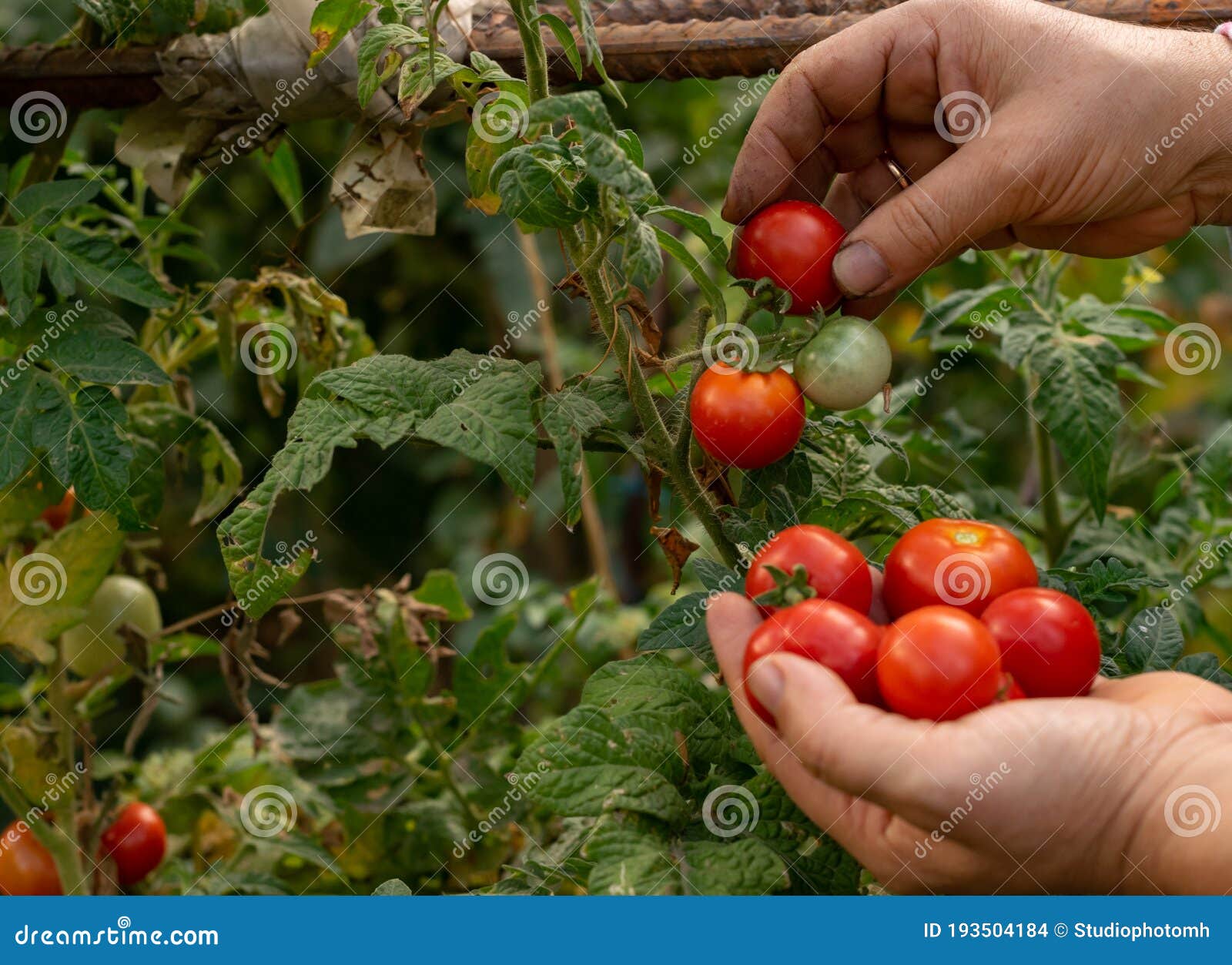 Woman Picking Fresh Tomatoes from a Tree. Hand Picking Cherry Tomatoes ...