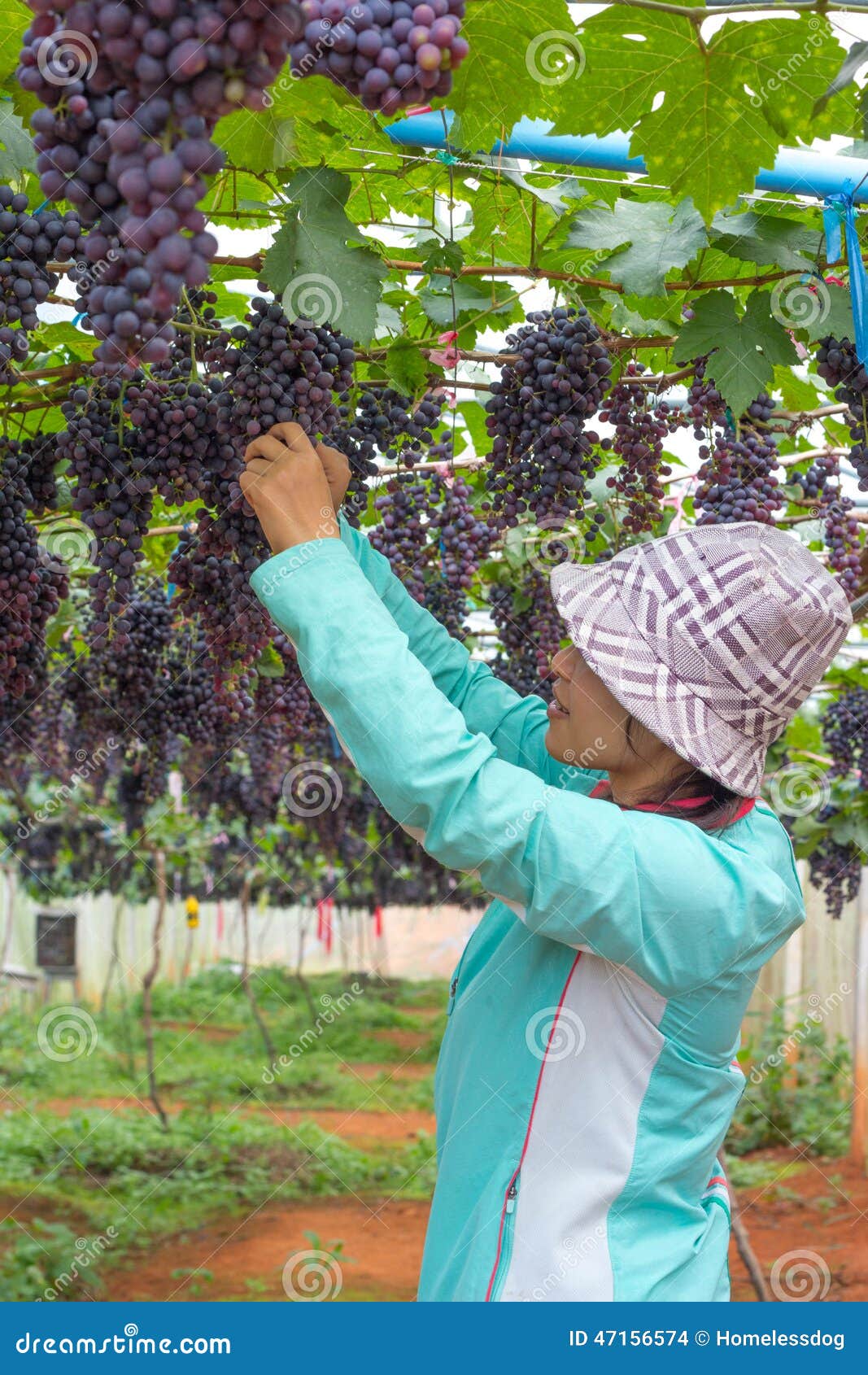 Woman picking grape editorial stock image. Image of dessert - 47156574