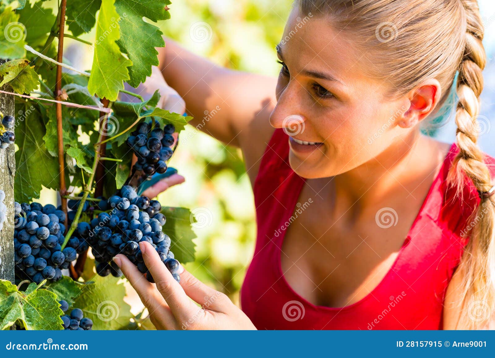 Woman Picking Grapes at Harvest Time Stock Image - Image of idyllic ...