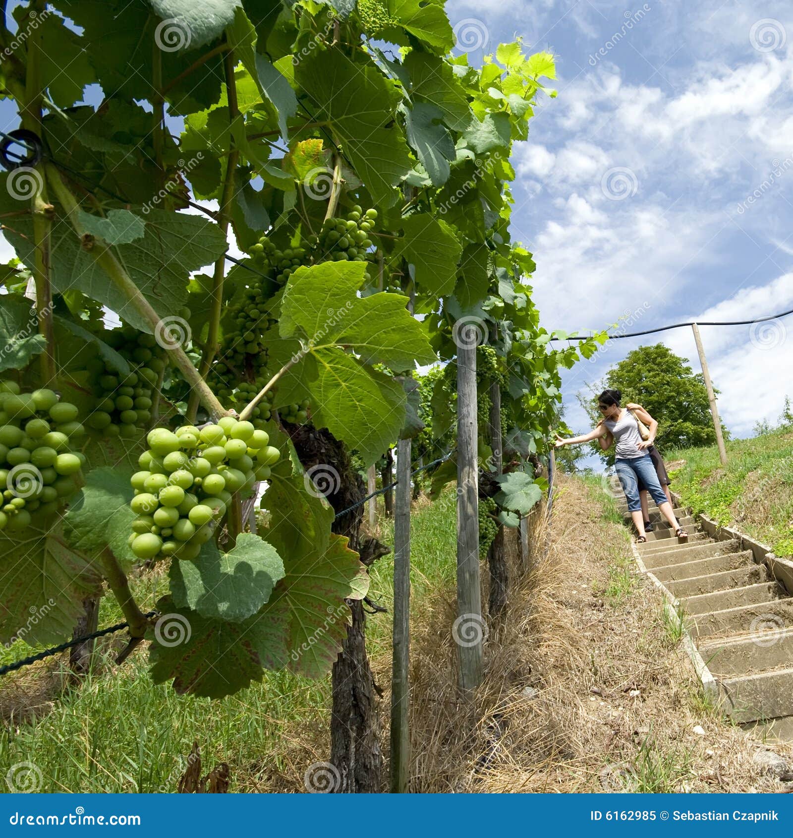 Woman picking green grapes stock image. Image of green - 6162985