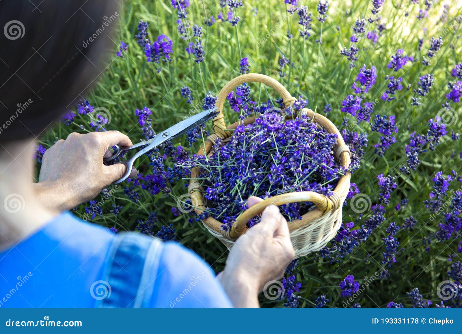 Woman Picking Lavender Flowers at Sunset Stock Photo - Image of flower ...