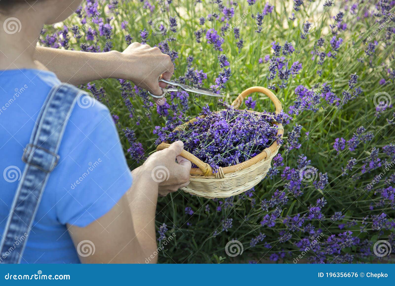 Woman Picking Lavender Flowers at Sunset Stock Photo - Image of blue ...
