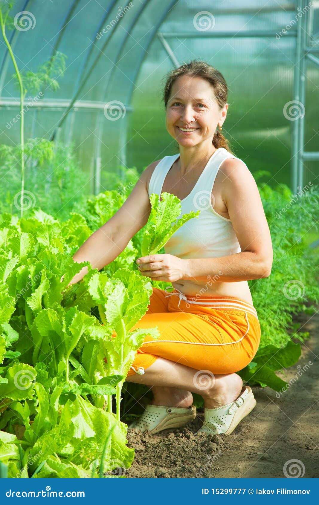 Woman picking lettuce stock image. Image of house, pick - 15299777
