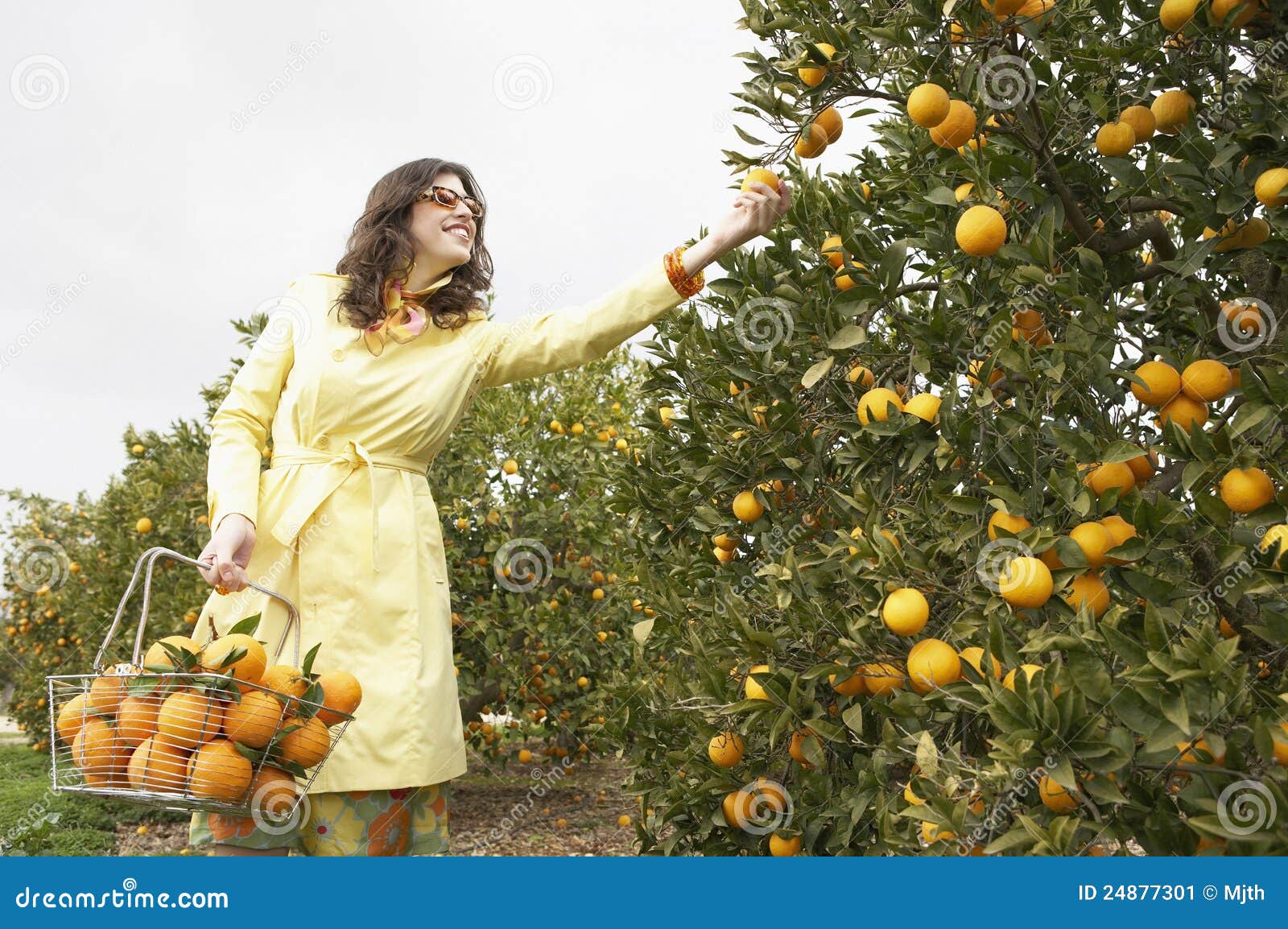 Woman Picking Oranges stock image. Image of fashion, citric - 24877301