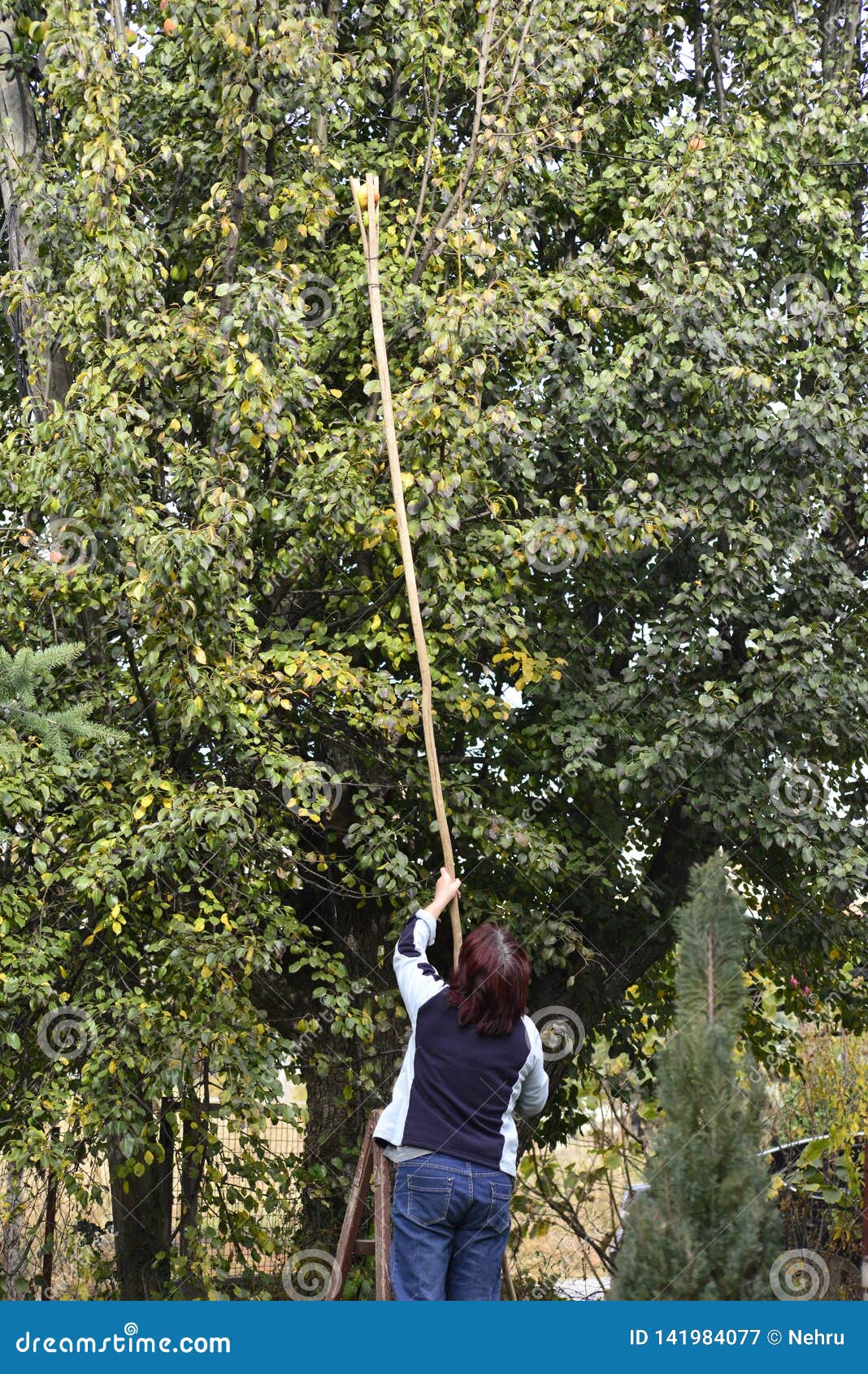 Woman Picking Pears on a Big Tree with Reaching Toll, Image Stock Image ...