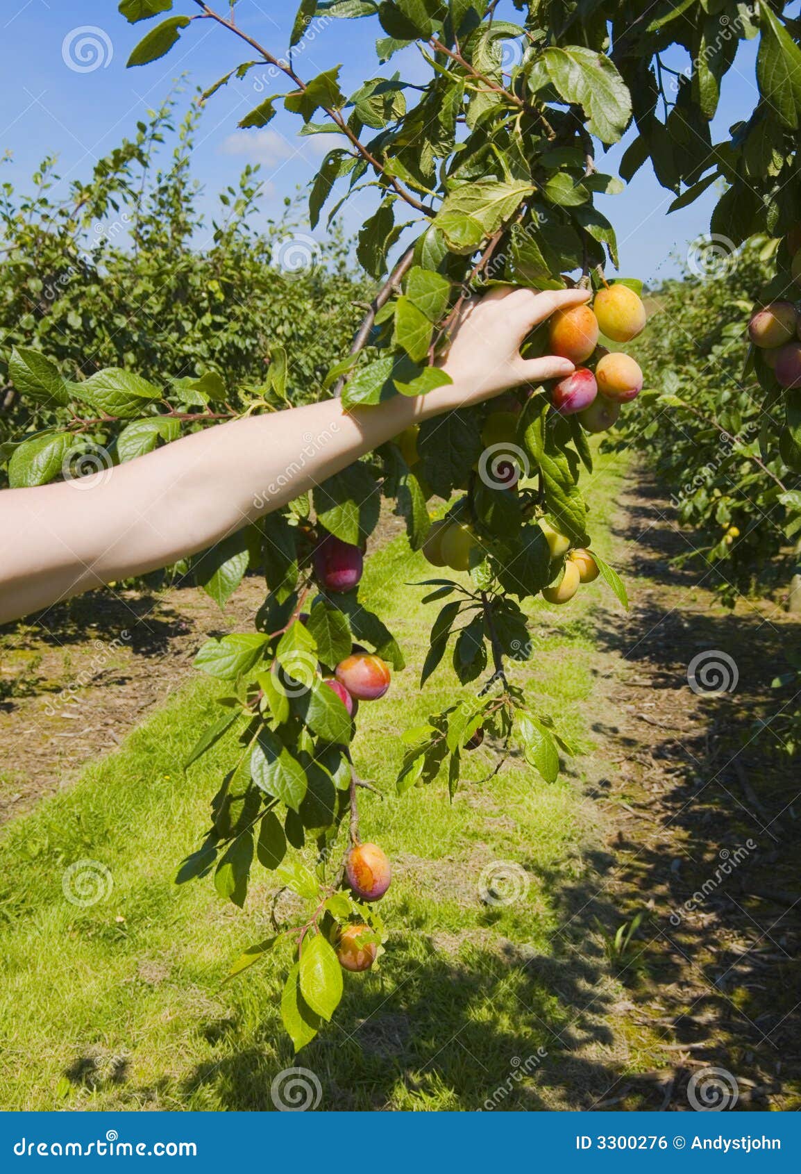 Woman picking a plum stock photo. Image of organic, grow - 3300276