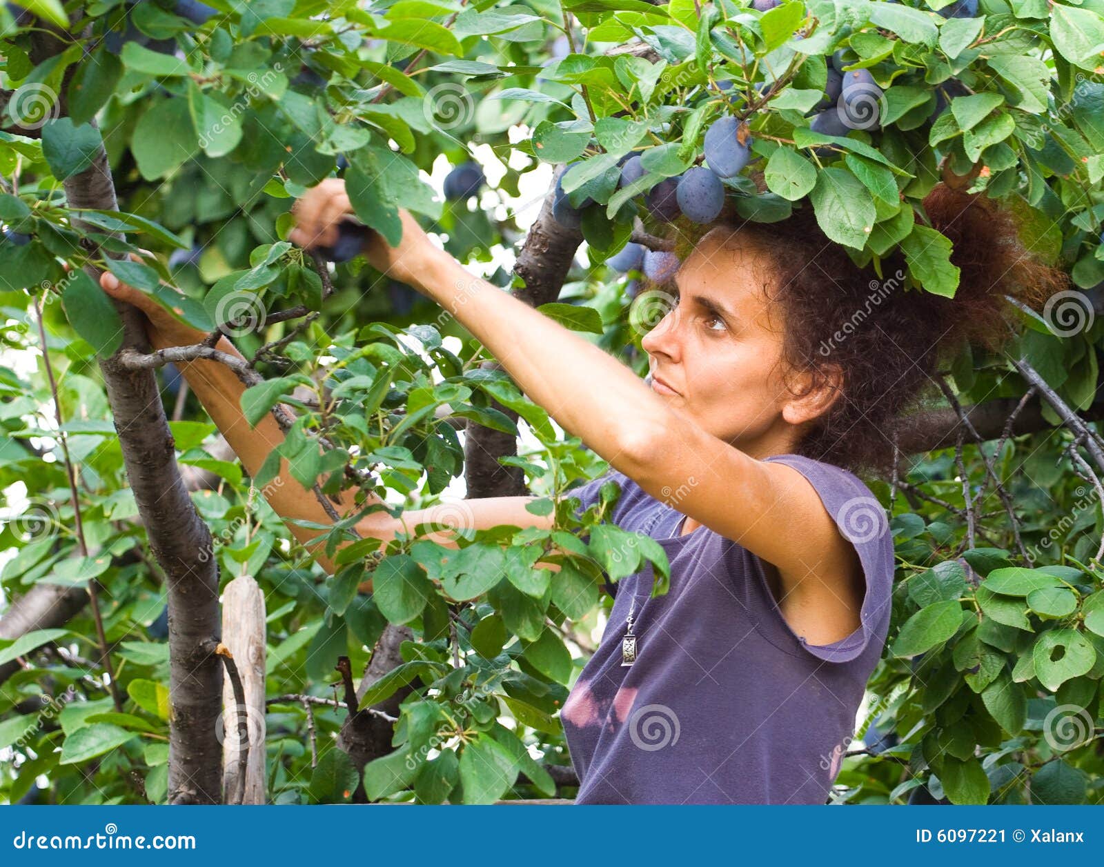 Woman picking plums stock image. Image of happy, activity - 6097221