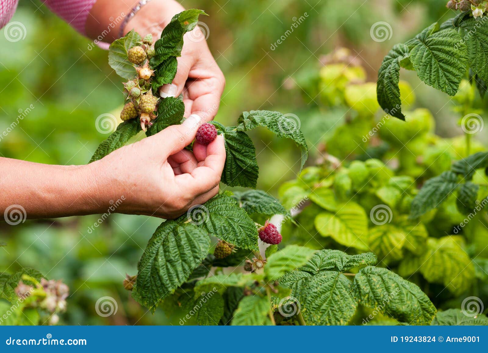 Woman is Picking Raspberries Stock Photo - Image of mature, senior ...