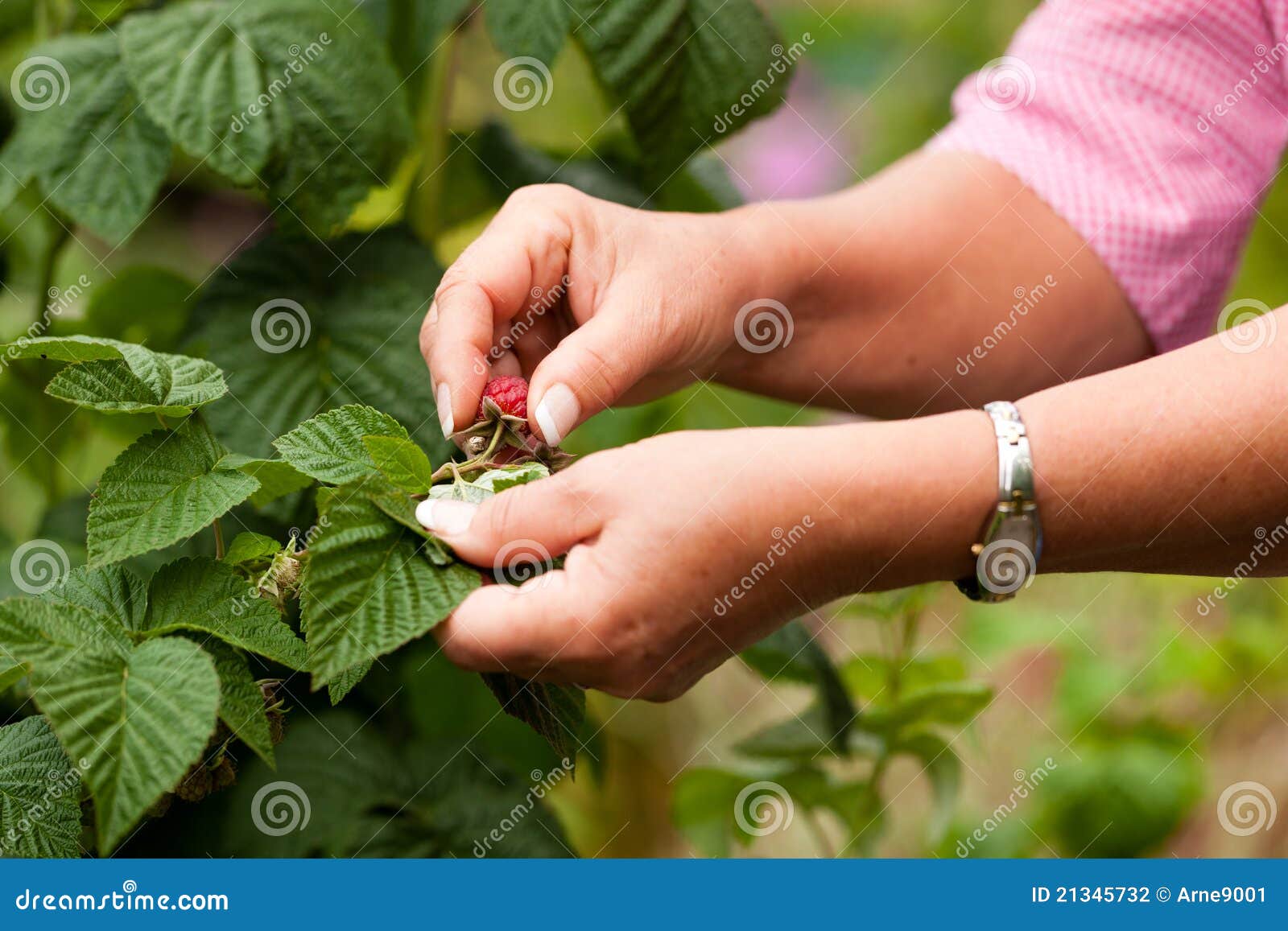 Woman is Picking Raspberries Stock Photo - Image of outdoors, fruits ...