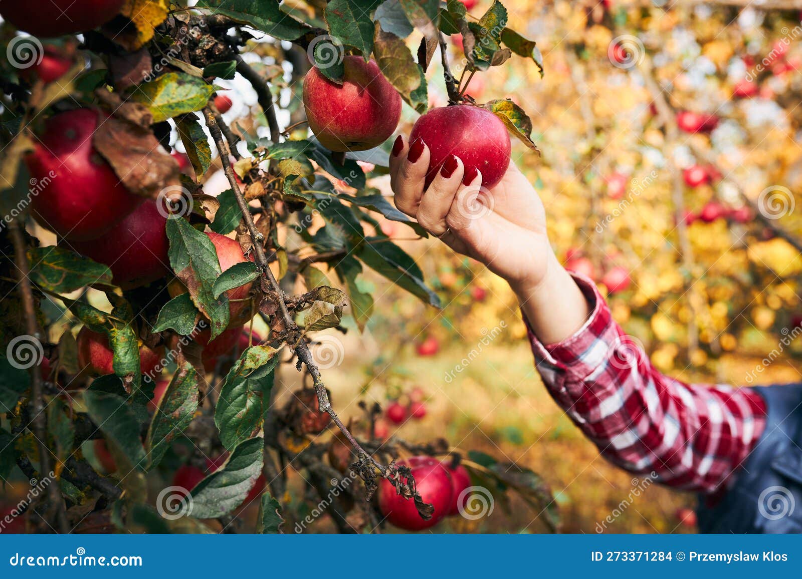 Woman Picking Ripe Apples On Farm Farmer Grabbing Apples From Tree In