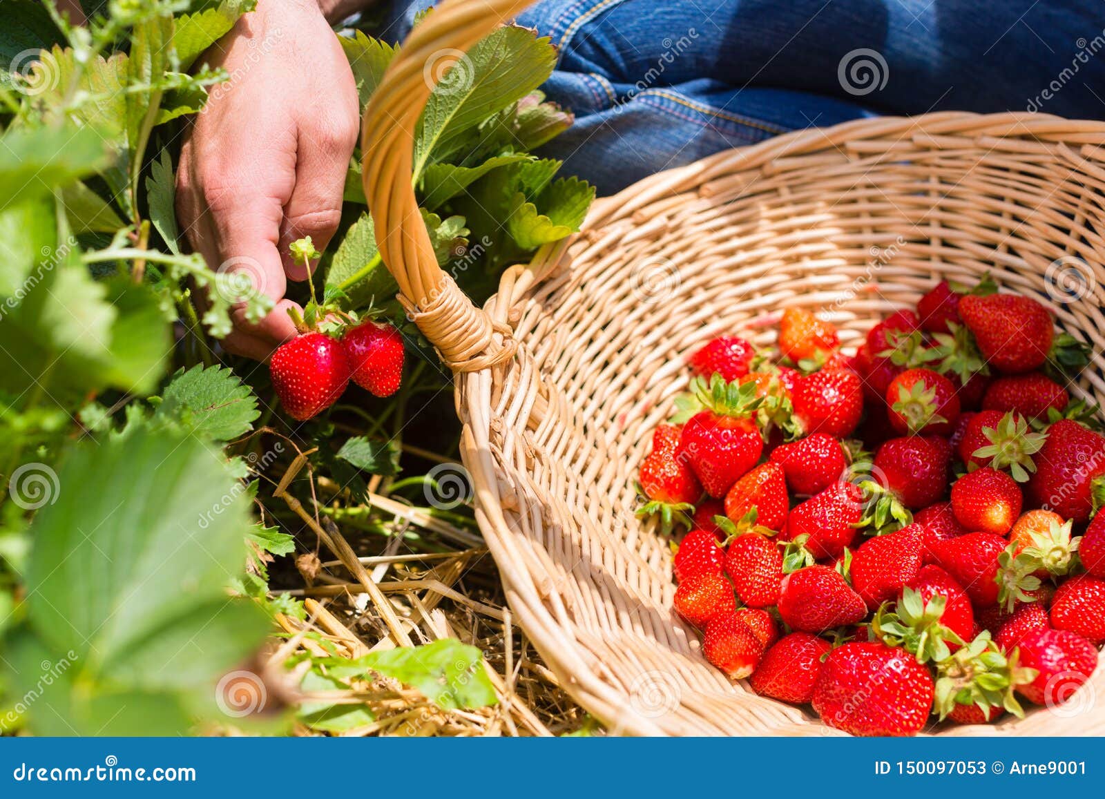 Woman Picking Strawberries into a Basket Stock Image - Image of woman ...