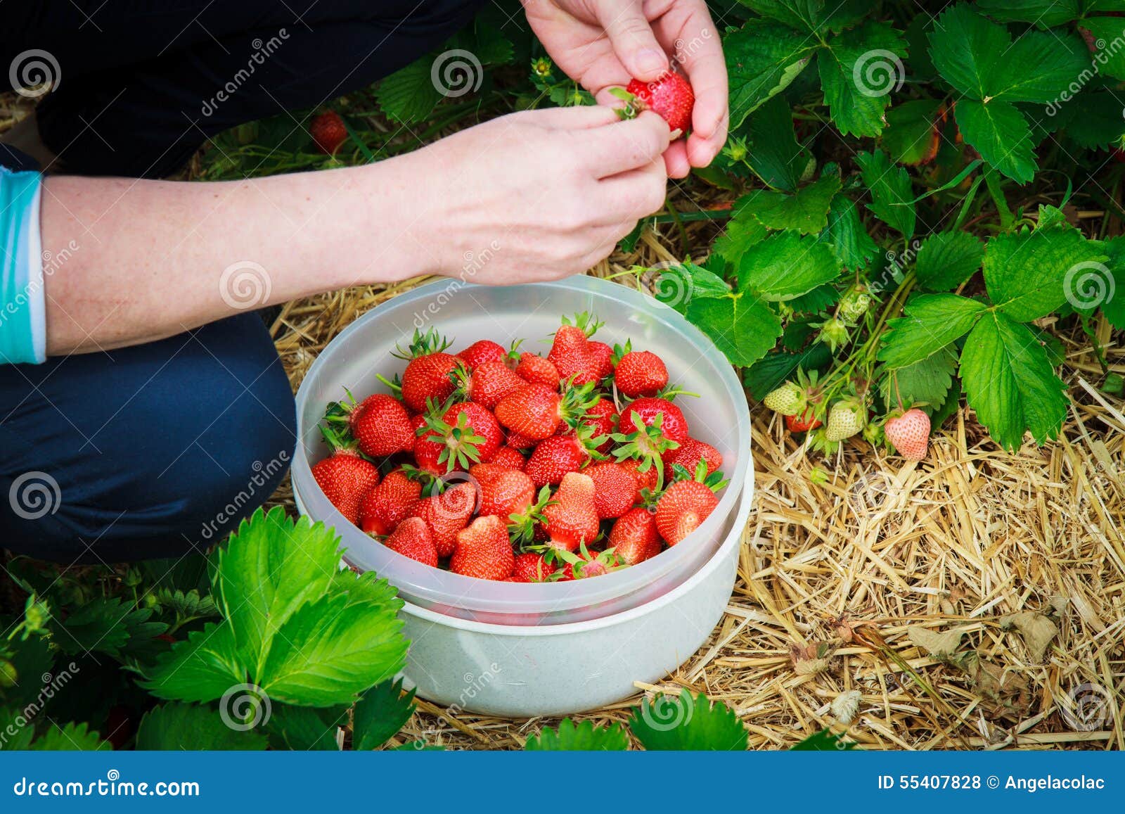 Woman Picking Strawberries in the Field Stock Photo - Image of natural ...
