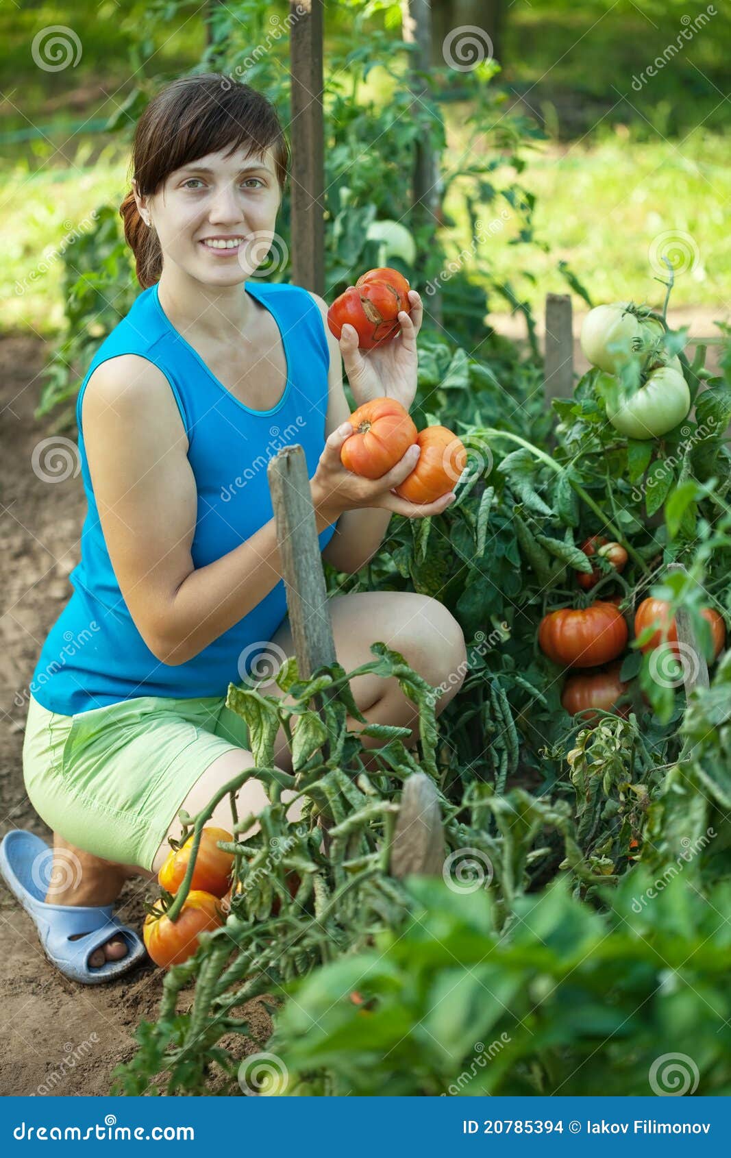 Woman picking tomato stock photo. Image of garden, farming - 20785394