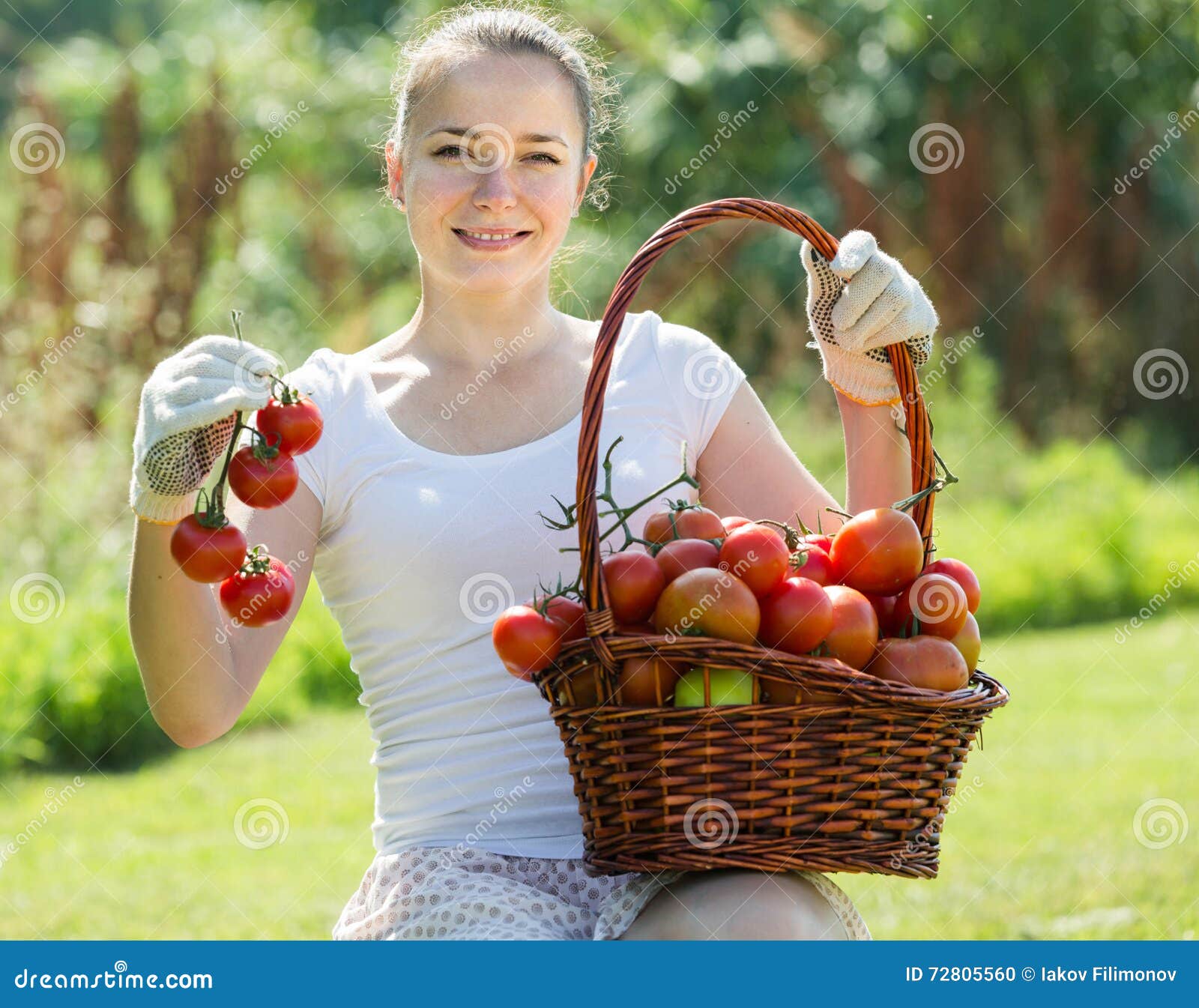Woman Picking Tomato in Field Stock Photo - Image of harvesting ...
