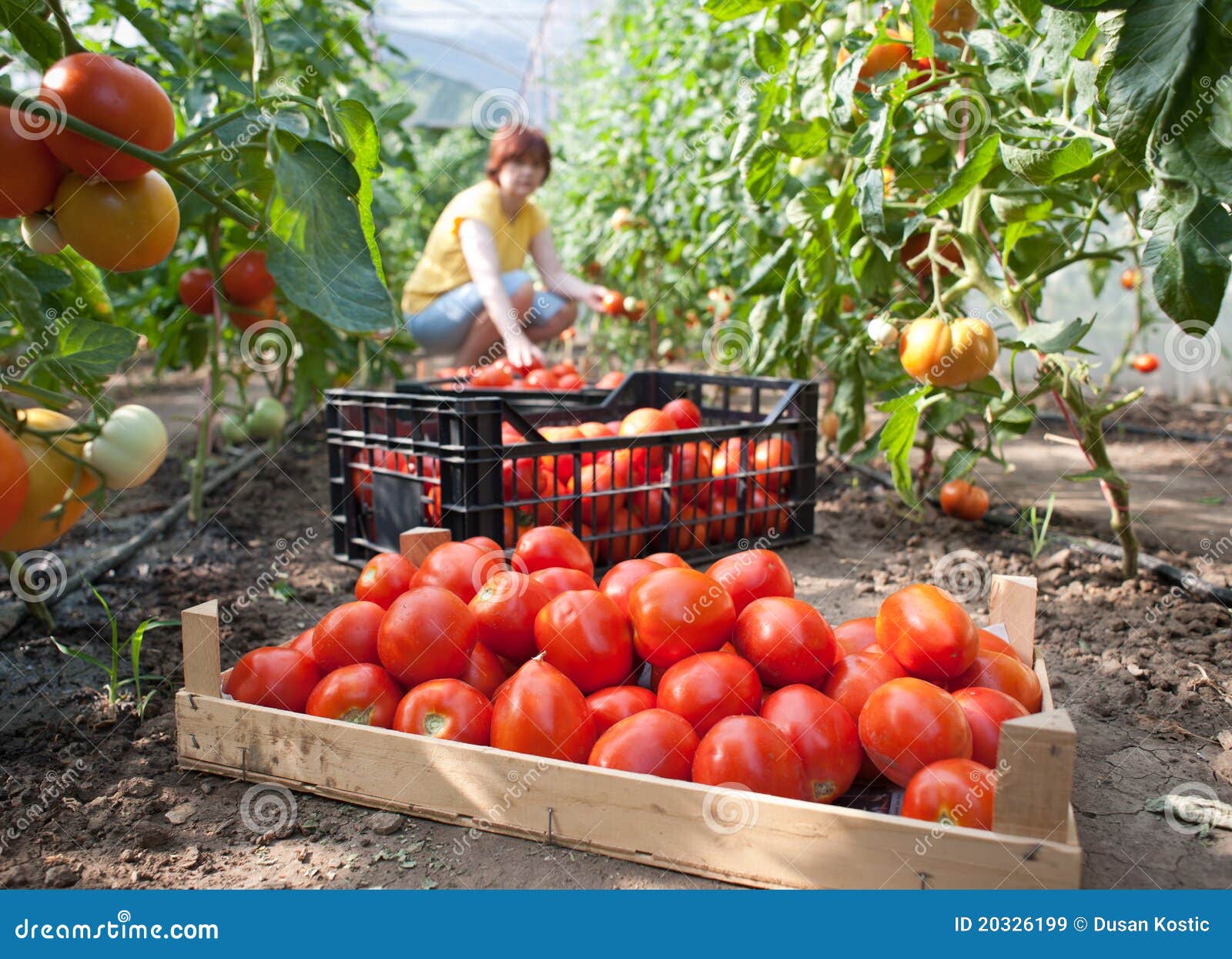 Woman picking tomatoes stock image. Image of healthy - 20326199