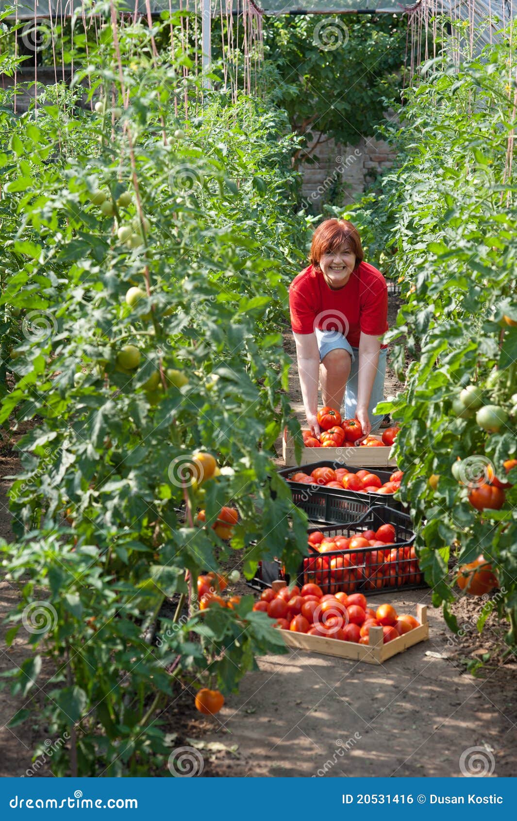 Woman picking tomatoes stock photo. Image of food, healthy - 20531416