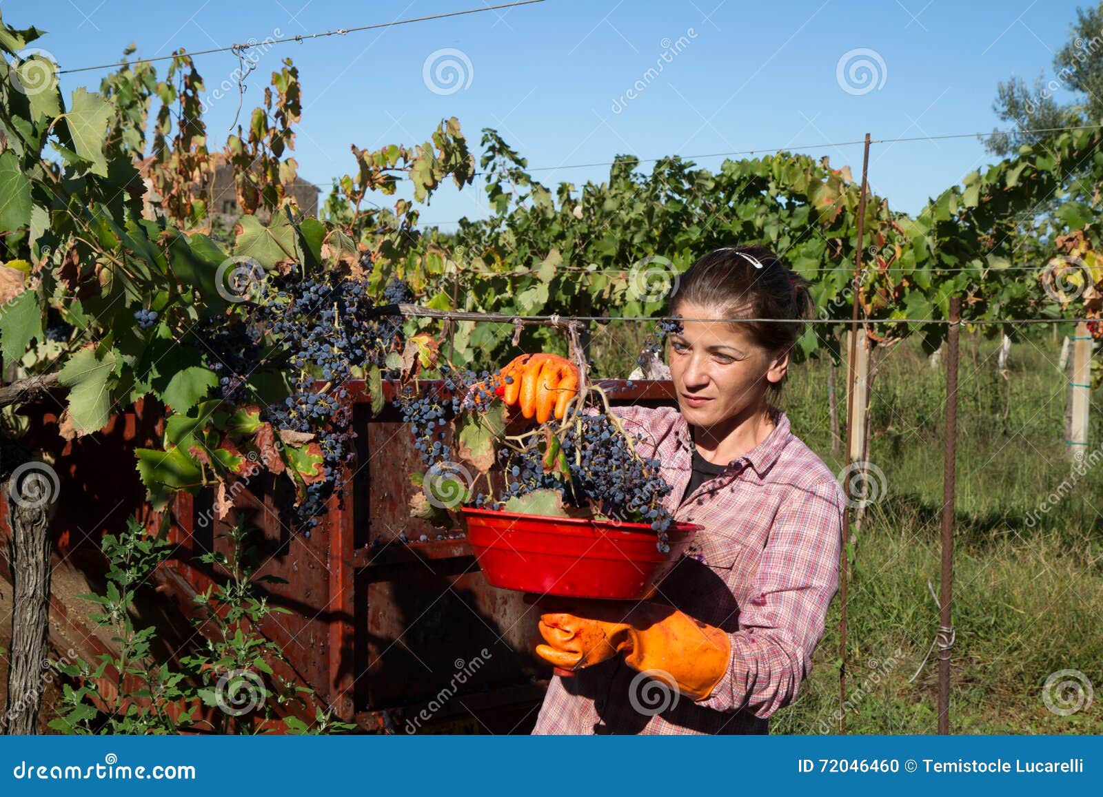 Woman picking up grapes stock photo. Image of food, harvest - 72046460